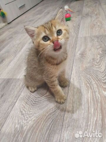 Шотландский полосатый мальчик