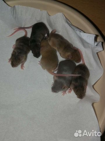 Мышь декоративная