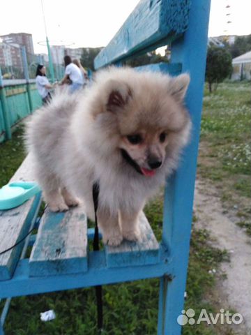 Померанский шпиц девочка