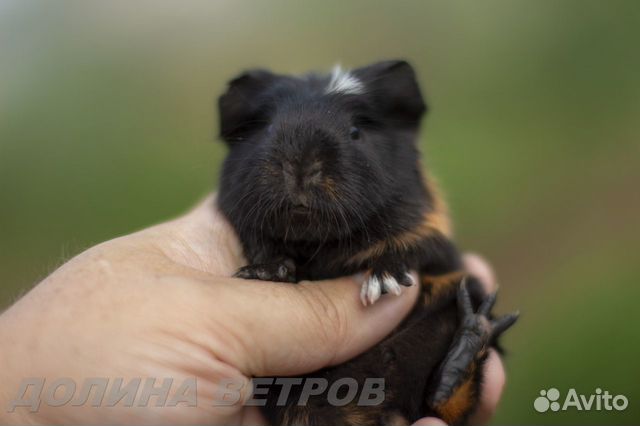 Девочка крестед морская свинка трехцветная