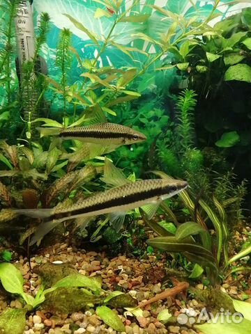 Сиамский водорослеед