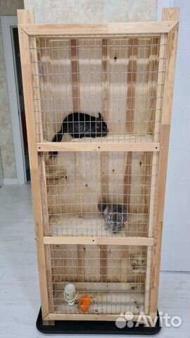 Шиншиллы с клеткой