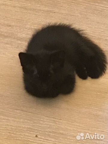 Котята отдам даром. От кошки мышеловки к горшку и