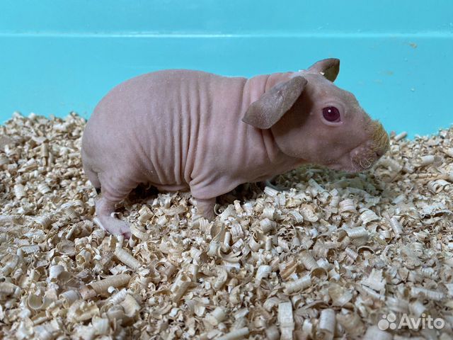 Морские свинки скинни