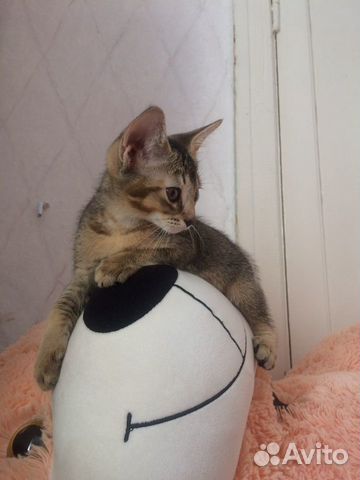 Абиссинская