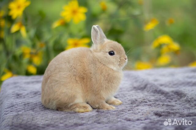Кролик минор люкс мальчик супер мини