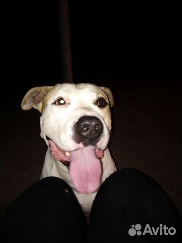 Случка Ам. стаф. Терьер ищет невесту