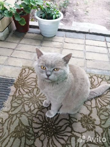 Кошка вислоухая прибилась к нам в дом а может кот