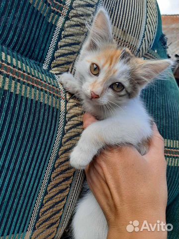 Ла-перм лаперм