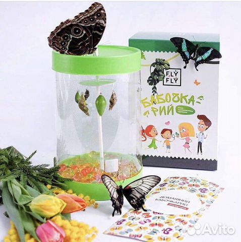 Ферма бабочек живые бабочки