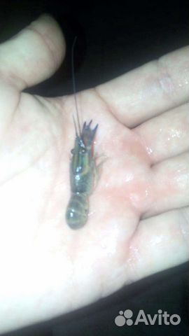 Малёк австралийского рака