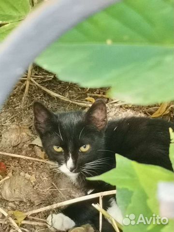 Чёрный котенок Персик