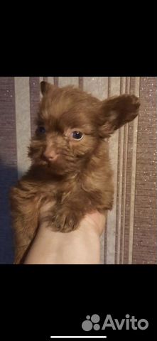 Петербургская орхидея