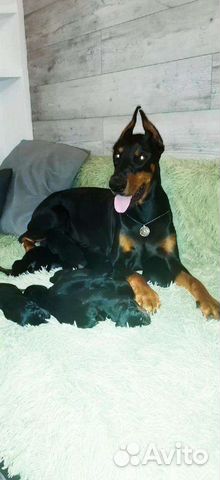 Щенки добермана