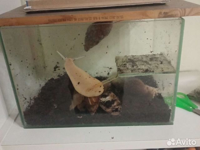 Улитки ахатина