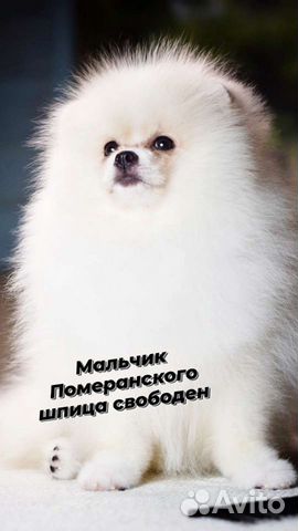 Померанский шпиц