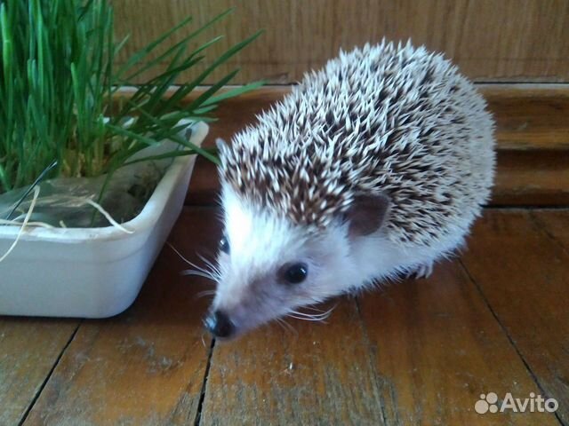 Ёжик мальчик с клеткой