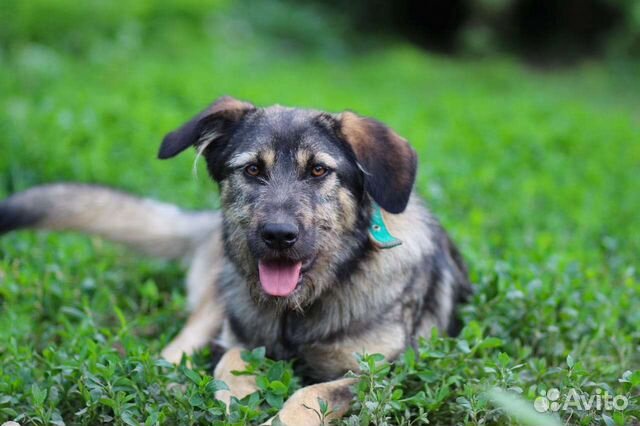 Малыш Джек ищет маму и папу