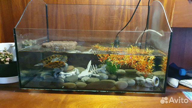 Красноухая черепаха и аквариум