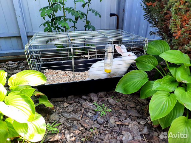 Кролик декоративный 6мес