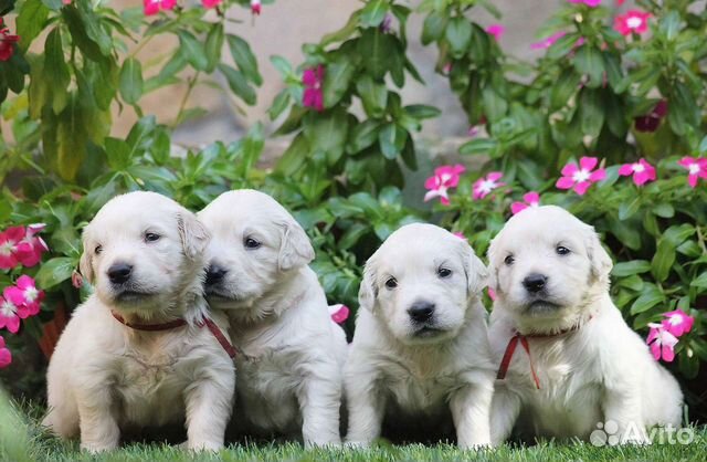 Малыши-голдены