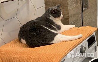 Кошка Маша в добрые руки