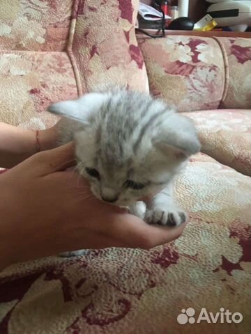 Шиншилловые котята