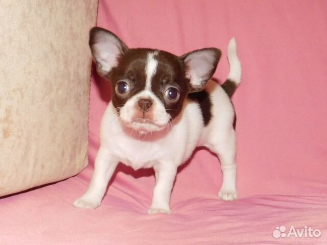 Соня-девочка чихуахуа