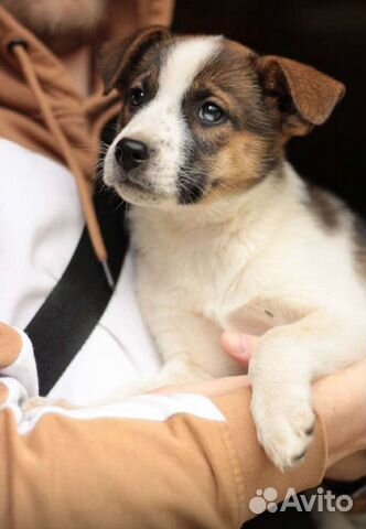 Метис хаски