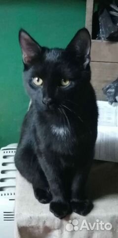 Кот подросток в добрые руки