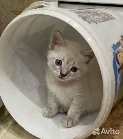 Тайский котёнок