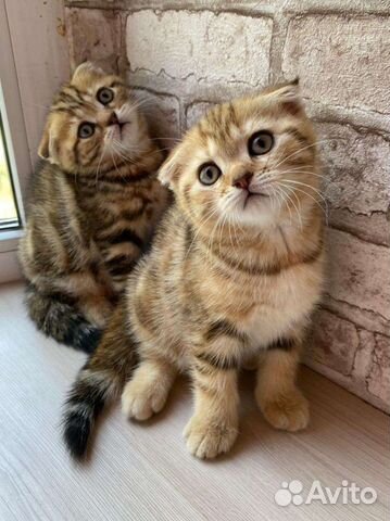 Шотландские котята