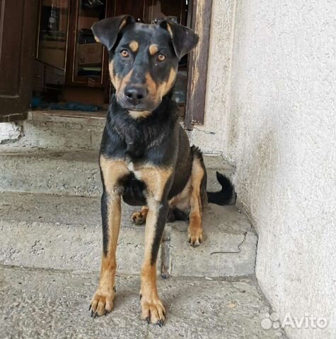 Ягдтерьер отдам в добрые руки