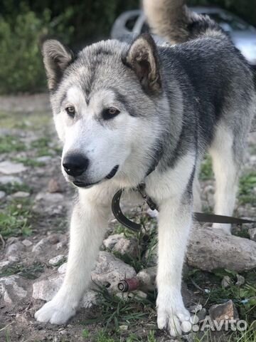 Продаю аляскинского маламута