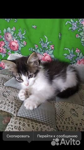 Сибирская метис мальчик (1,5 мес)