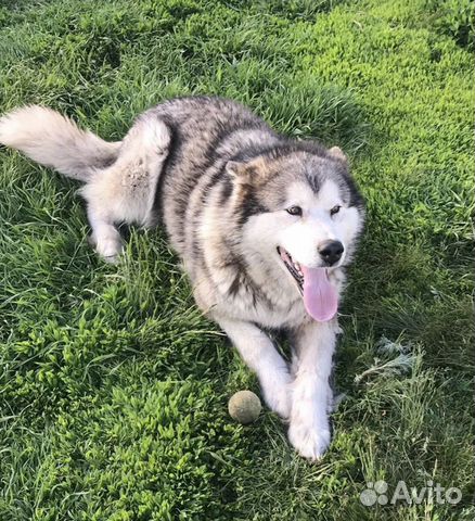 Аляскинский маламут
