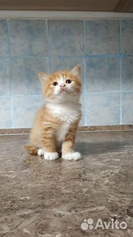 Отдадим котенка