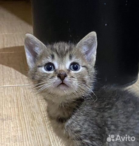 Отдаю в дар котенка-полосатика 1,5 месяца
