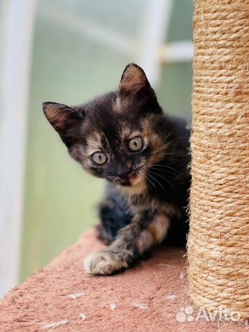 Котёнок (девочка, 1.5 месяца) в дар