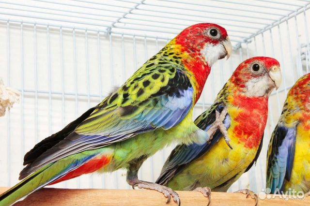 Птенцы пёстрой разеллы