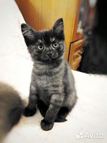 Кошка Скоттиш Страйт