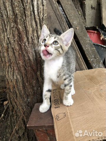 Вислоухий Котенок котята