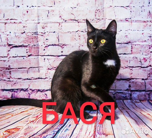 Коты и кошки