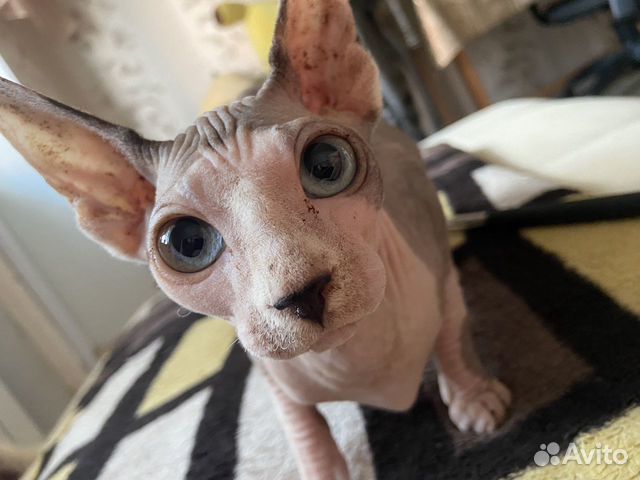 Свинкс девочка