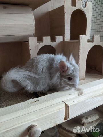 Девочка шиншилла Ангора