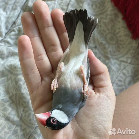 Рисовая амадинка