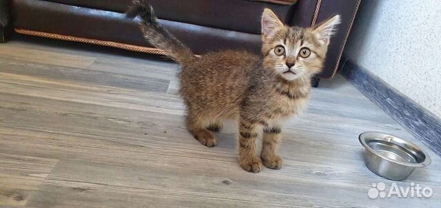 Маленький котик с огромным сердцем