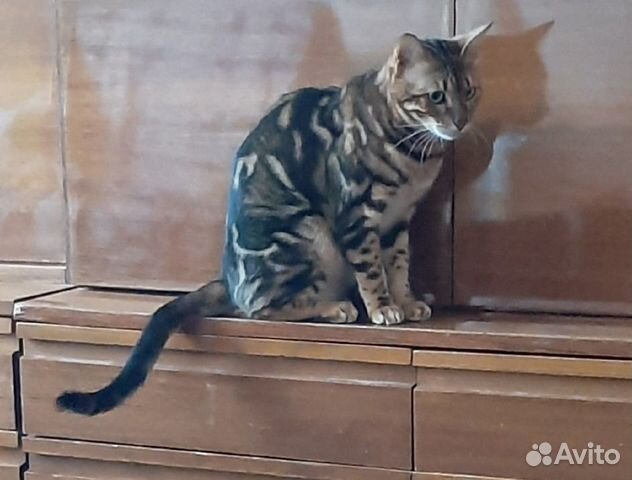 Челси. Экзотическая кошка в добрые руки