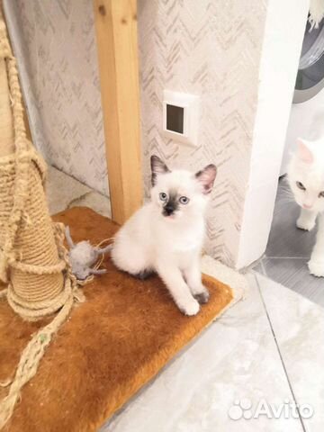 Котенок