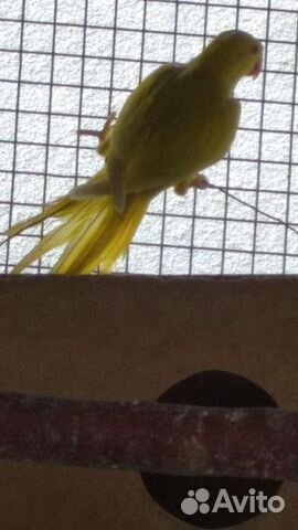 Молодые Ожереловые попугаи